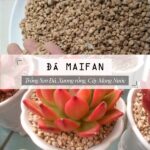 Hướng dẫn cách trộn đất trồng sen đá chi tiết, đúng kỹ thuật